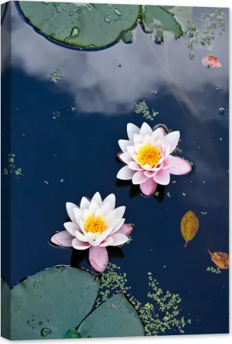 Tablou luminos in intuneric GlowforHome Doi nuferi roz intr-un iaz 90 ...