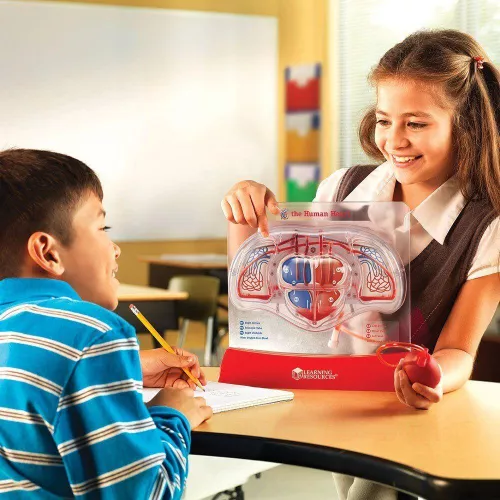 Learning resources - macheta inima - pomparea sangelui LER3535 - domo.ro