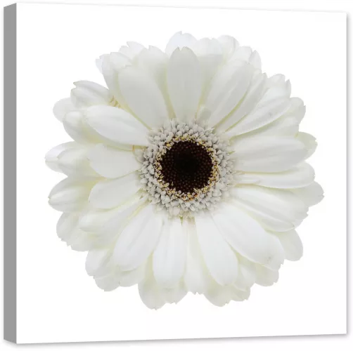Tablou luminos in intuneric GlowforHome Frumoasa Gerbera Alba 60 cm x ...