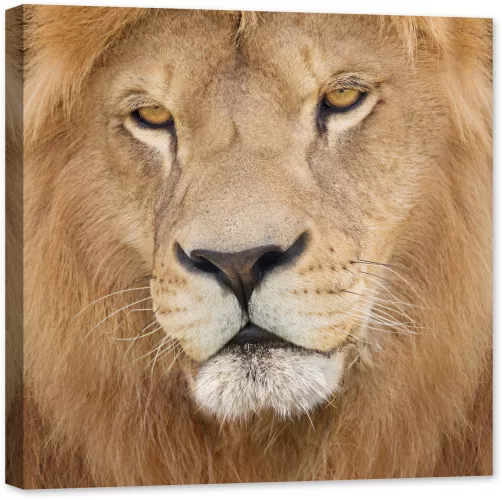 Tablou luminos in intuneric GlowforHome Leul Rege incoronat 60 cm x 60 ...