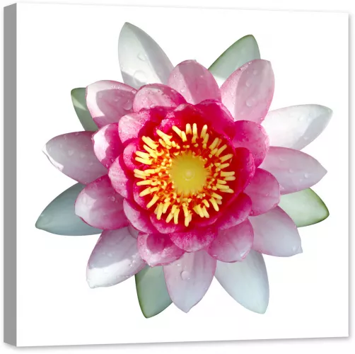 Tablou luminos in intuneric GlowforHome Lotus izolat cu picaturi de apa ...