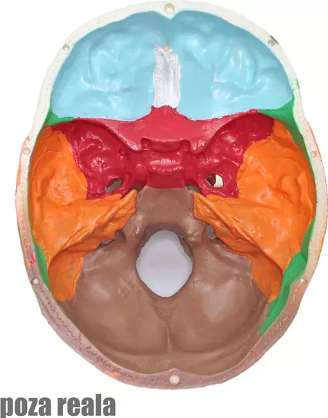 Craniu uman artificial model didactic medical colorat 3 parti 12218-01 ...